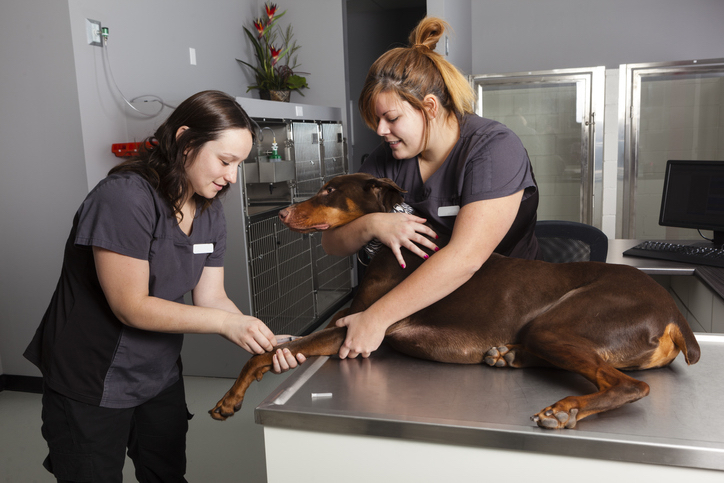 Arterialization of Venous Blood for Blood Gas Analysis in Dogs ...