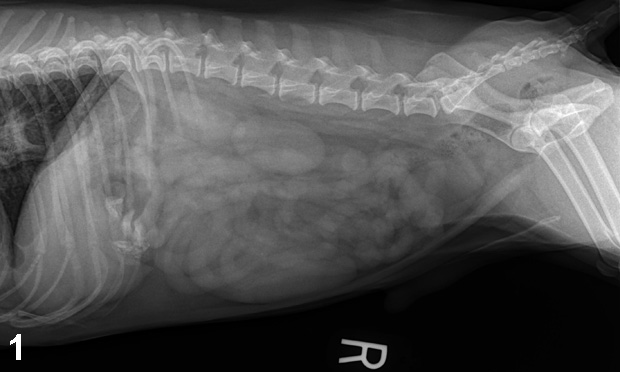 The Case: Gastroenteritis or Something Else?