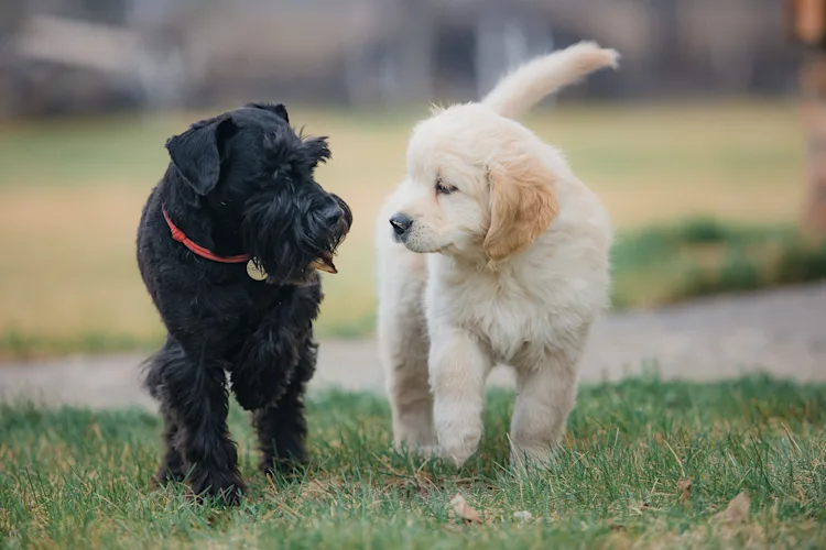 Continuing Education for Veterinary Professionals | Clinician's Brief