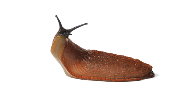 Metaldehyde: Slug Bait Toxicosis