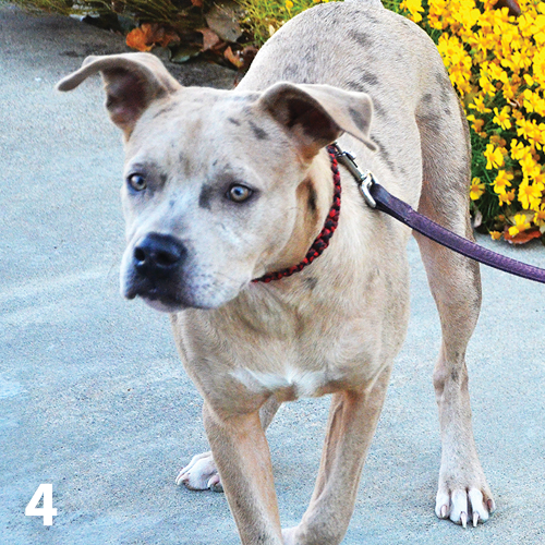 Severe Generalized Pyoderma in a Puppy | Clinician's Brief