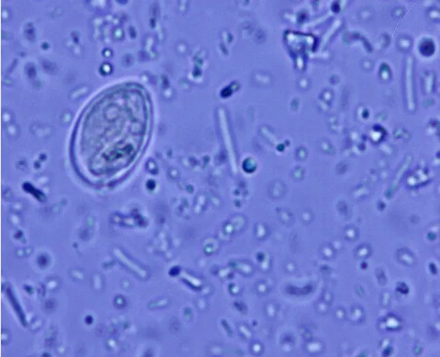 Common Protozoan Parasites in Dogs & Cats: Image Gallery