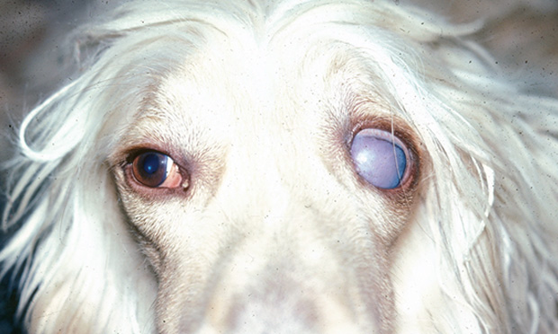 Differentiating Exophthalmos, Buphthalmos, & Proptosis