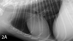 Interpreting Small Animal Thoracic Radiographs | Clinician's Brief