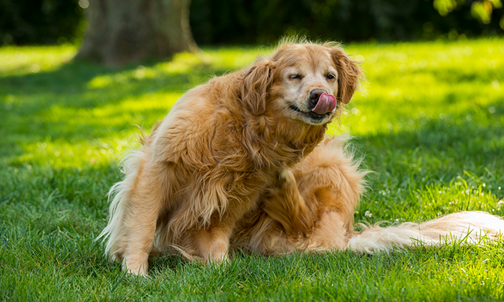 Protocol for Flea Allergy Dermatitis (FAD) Patients