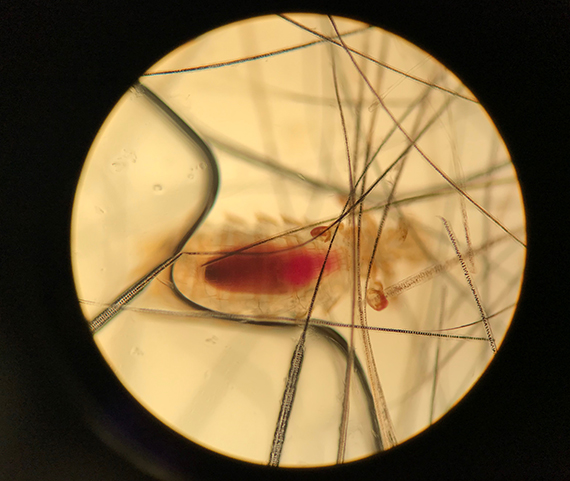 Dermatologic Diseases in Pet Rats | Clinician's Brief