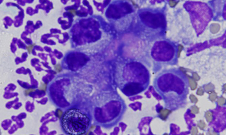 Effusion Testing & Classification: Quiz for Veterinarians