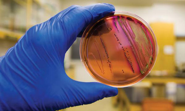 E coli UTIs in Dogs & Cats: Causes, Diagnosis, & Treatment | [site:name]