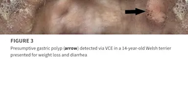 Video Capsule Endoscopy in Dogs: Advantages, Disadvantages