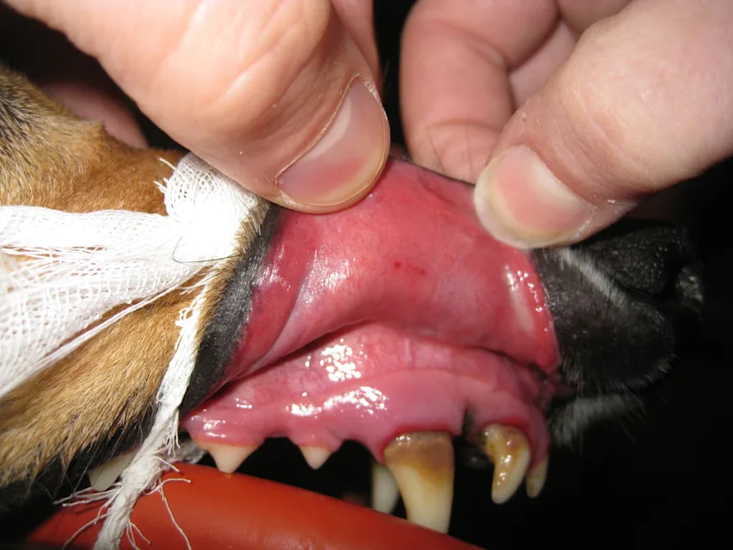 Hypovolemic Shock in Cats & Dogs: Causes, Symptoms, & More