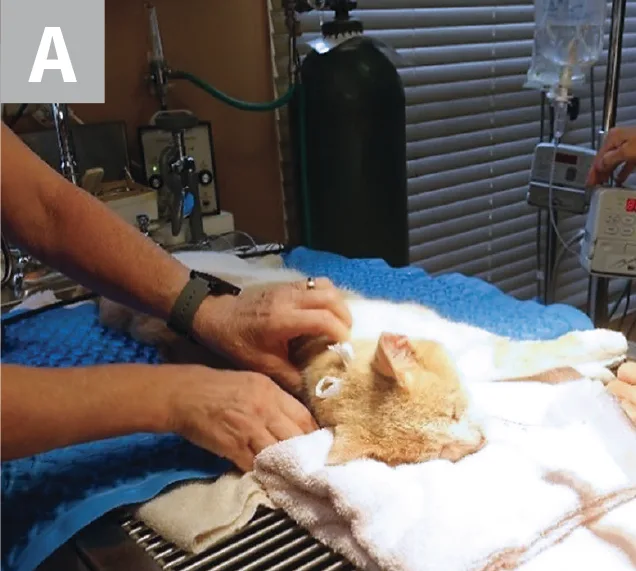 Part 2: Feline Anesthesia: The Journey Continues for Peaches