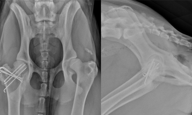 Physeal Fractures in Cats & Dogs: Image Gallery