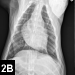 Hemangiosarcoma in a Dog | Clinician's Brief