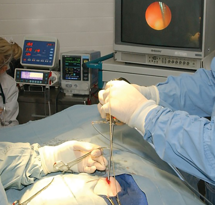 Lower Urinary Tract Signs in a Cat | Clinician's Brief