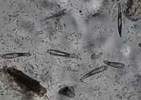 Demodicosis in Dogs & Cats: Profile, Diagnosis, & More