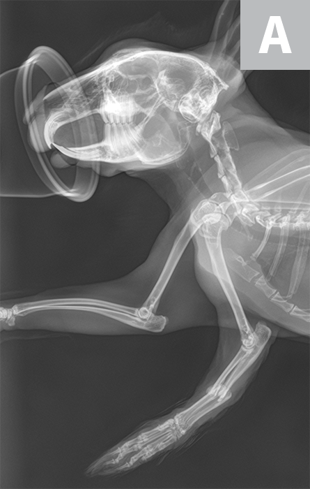Long-Bone Fractures in Rabbits | Clinician's Brief