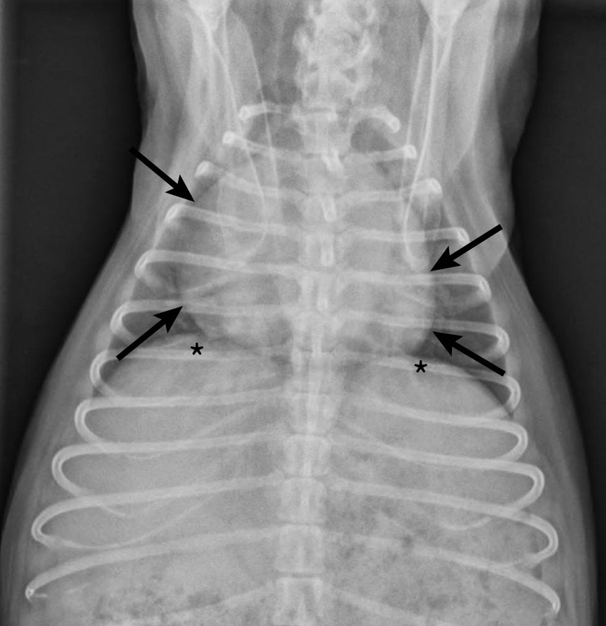 Clinical Image: Dorsoventral Thoracic Radiograph