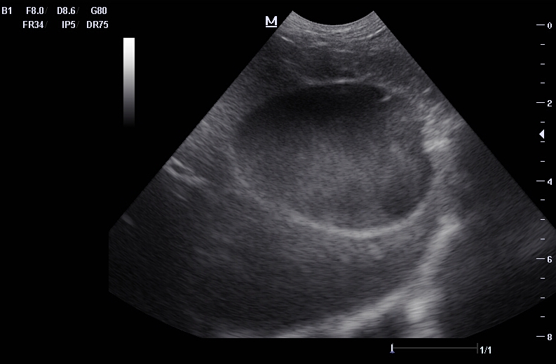 Diagnosis, Treatment, & Prognosis of Prostatitis in Dogs | Clinician's ...