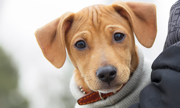 Albuterol Inhalant Exposure in Dogs: Veterinary Study