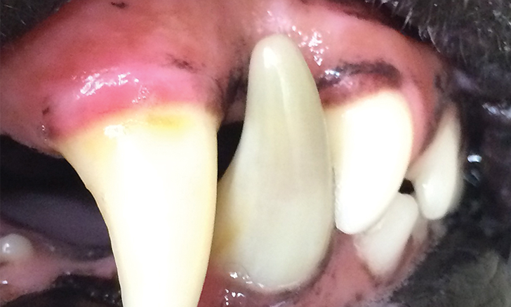 Determining Pulp Vitality of Stained Teeth in Dogs