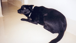 Assessing Pain | Clinician's Brief