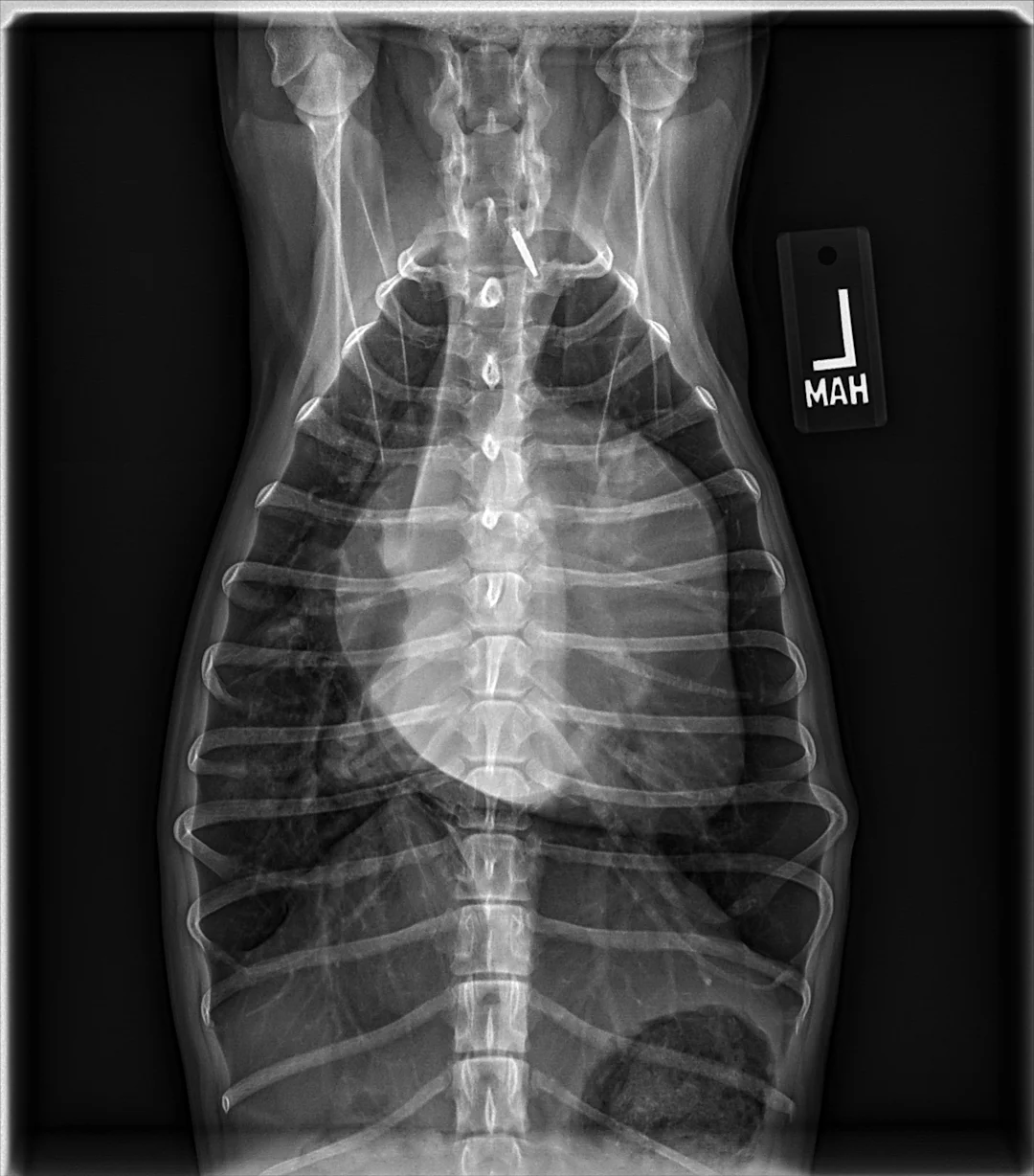Heart Evaluation on Thoracic Radiographs in Dogs: Guide