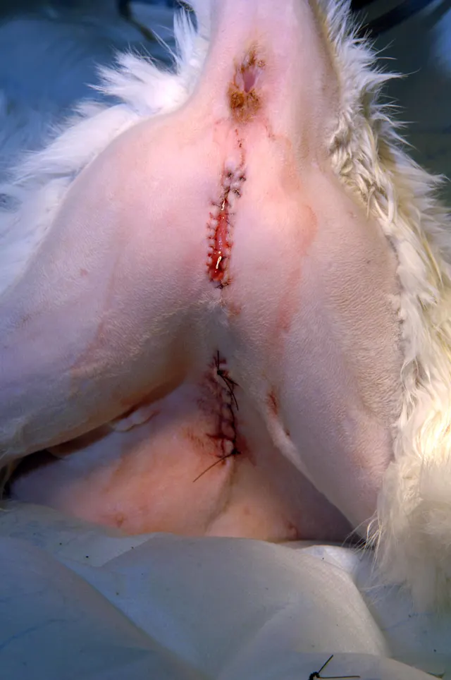 Perineal Urethrostomy in Cats: Guide for Veterinarians