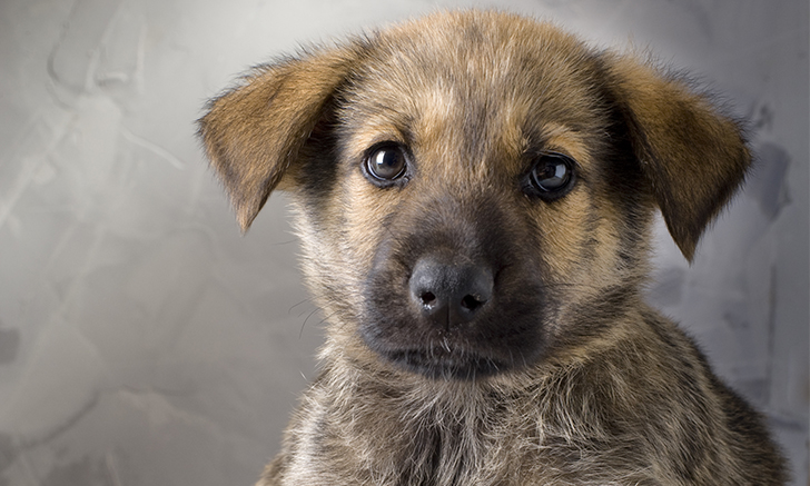 Developmental Stages of Puppies