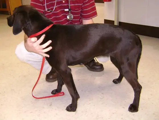Body Condition Scoring for Dogs: Techniques & Scales