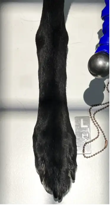 Positioning Pelvic Limbs for Radiography: Veterinary Guide