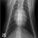 Interpreting Small Animal Thoracic Radiographs | Clinician's Brief