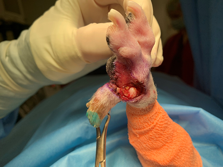 Digit Amputation in Dogs | Clinician's Brief