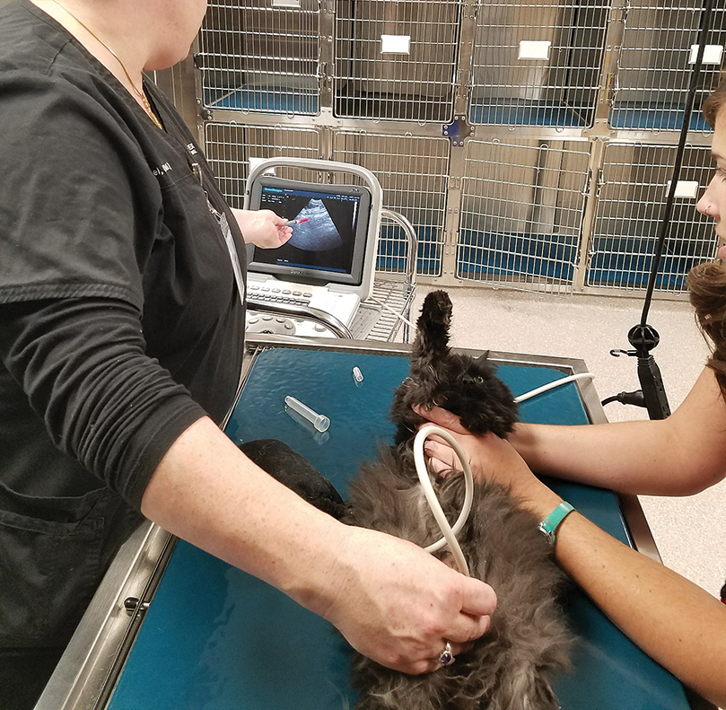 Using Cystocentesis to Obtain Sterile Urine Samples | Clinician's Brief