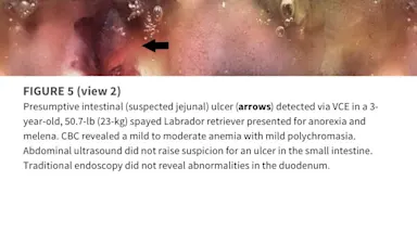 Video Capsule Endoscopy in Dogs: Advantages, Disadvantages