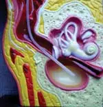 Myringotomy & Ear Disease Management