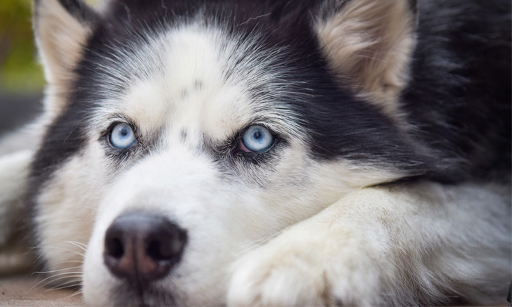 Respiratory Disease Differentials Guide | Clinician's Brief