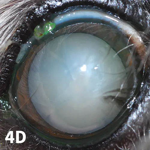 Nuclear Sclerosis vs Cataracts in Dogs & Cats | Clinician's Brief