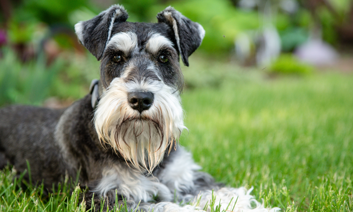 Chronic Diarrhea in a Miniature Schnauzer