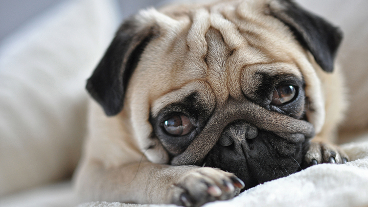 Pug with Squamous Cell Carcinoma | Clinician's Brief