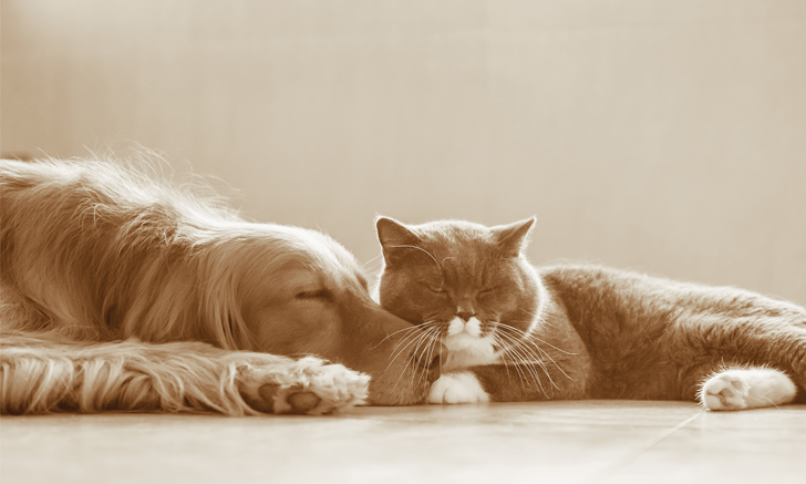 Commonly Used Diuretics in Dogs & Cats | Clinician's Brief