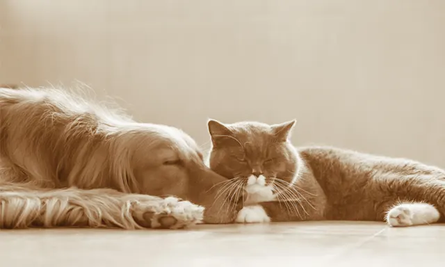 Diuretics Commonly Used in Dogs & Cats