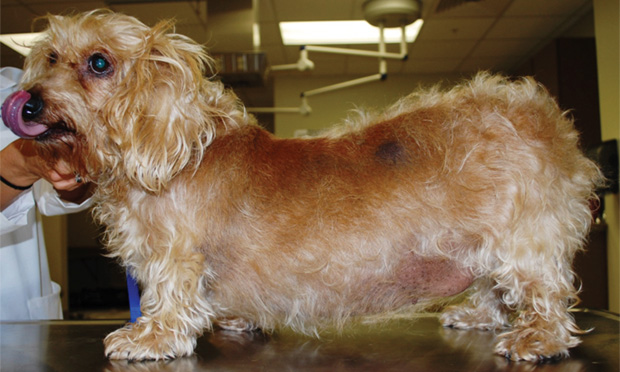 Demystifying Tests for Hyperadrenocorticism