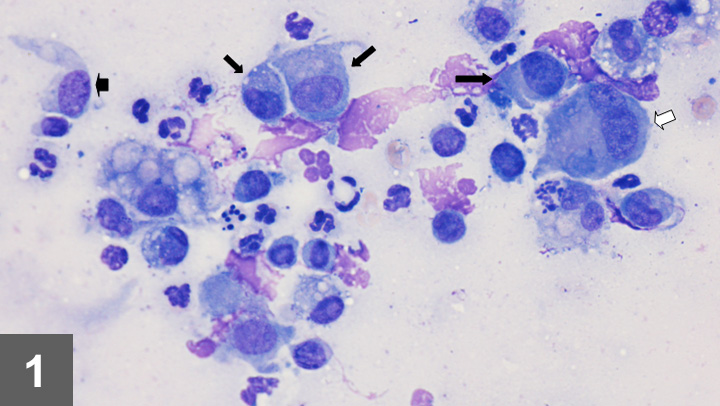 Tail Mass in a Dog | Clinician's Brief