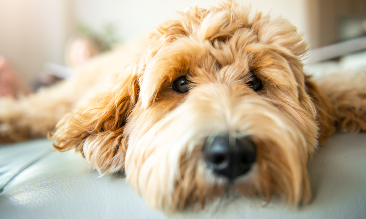 Imidacloprid/Moxidectin Treatment in Heartworm-Infected Dogs | [site:name]