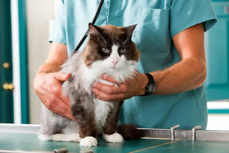 Updates in Acute Canine Pancreatitis