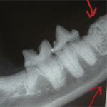 Digital Dental Radiology | Clinician's Brief