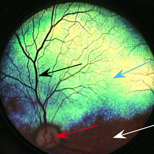 Image Gallery: Canine Fundus Diseases | Clinician's Brief