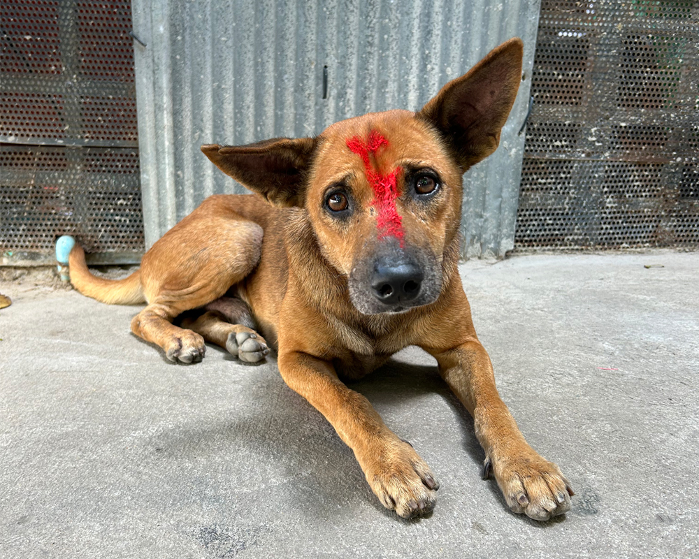 Eradicate Rabies with Clinician's Brief & Mission Rabies