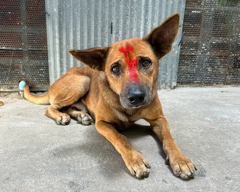 Eradicate Rabies with Clinician's Brief & Mission Rabies