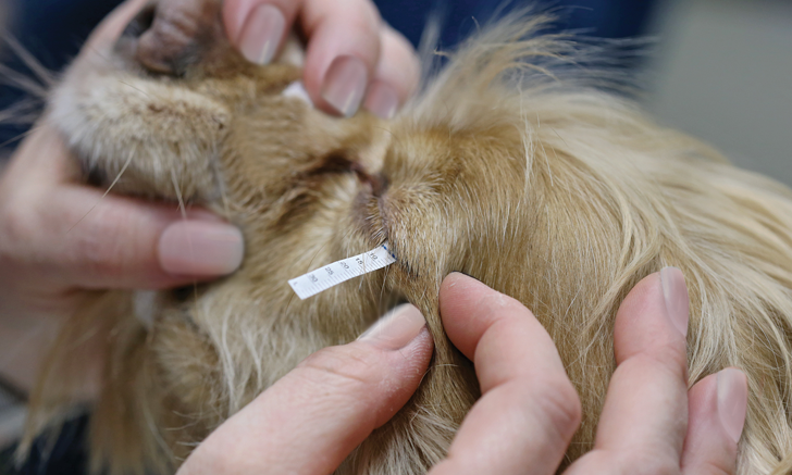 2 Simple Tests for Assessing Ophthalmic Health